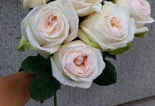 Розы поштучно Пионовидная роза White Ohara (Вайт О