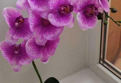 Орхидеи ботанические копии