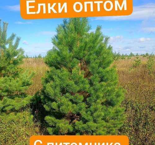 Живые елки оптом 2,5 м