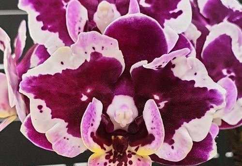 Орхидея фаленопсис Violet Butterfly