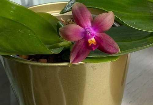 Орхидея фаленопсис виолацея