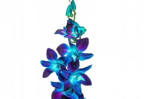 Орхидея Дендробиум Синяя Премиум