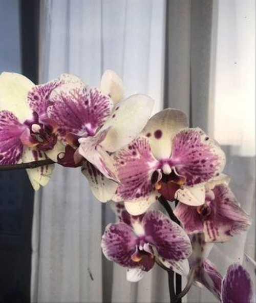 Орхидея фаленопсис Экзотик пунш