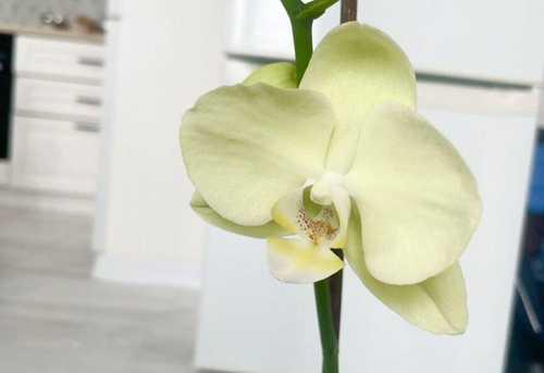 Орхидея фаленопсис sunshower