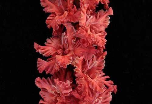 Гладиолусы Коралловый Риф (луковицы)