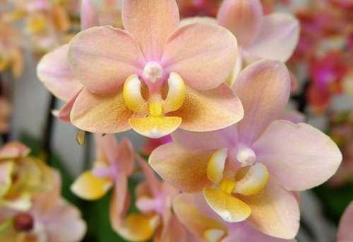 Орхидея парфюмерная фабрика Scention (Мультифлора)