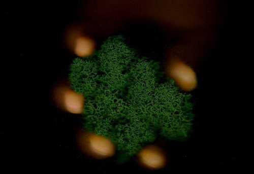 Стабилизированный мох, Тёмно-зелёный