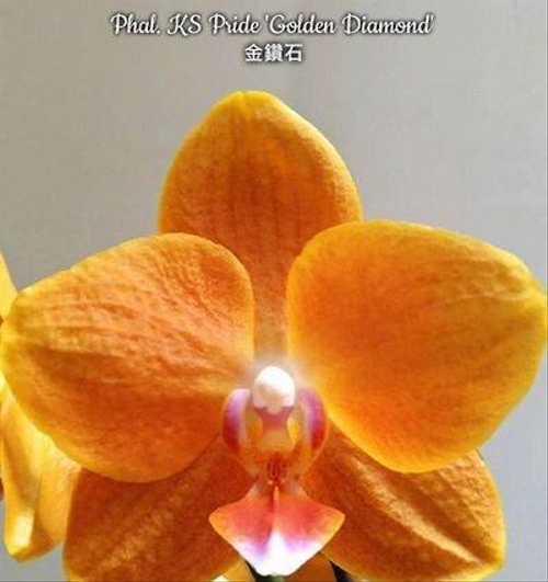 Орхидея Phal. KS Pride 'Golden Diamond'