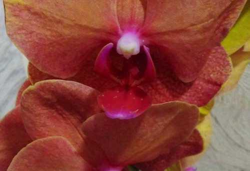 Орхидея Сурф Сонг