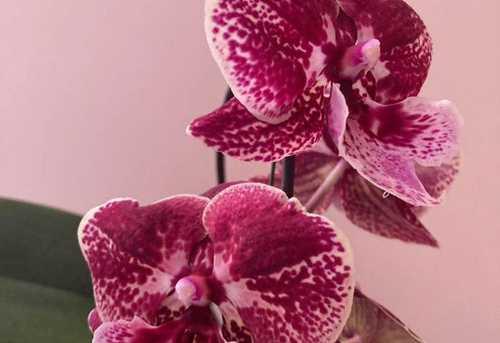 Орхидея фаленопсис биг лип Салли