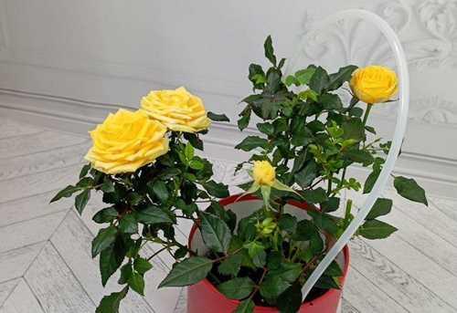 Роза желтая горшечное растение Доставка