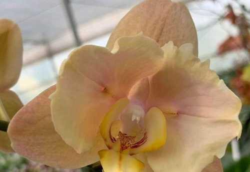 Орхидея фаленопсис бабочка Карина Ltna832