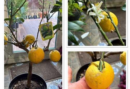 Лимонное дерево с плодами / Лимон / Цитрус