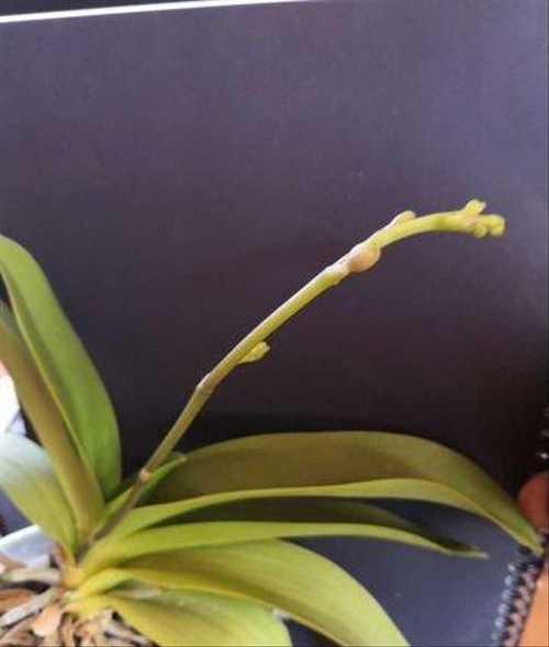 Орхидея азиатская Сапфир