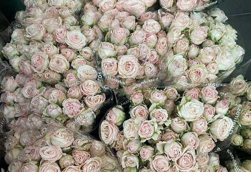 Розы Пионовидные Цветы и Букеты с Доставкой