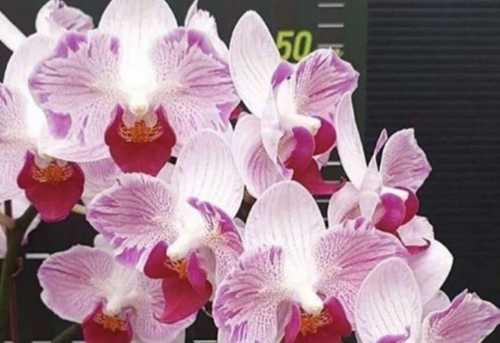 Орхидея Litte Gem Stripes (бабочка)