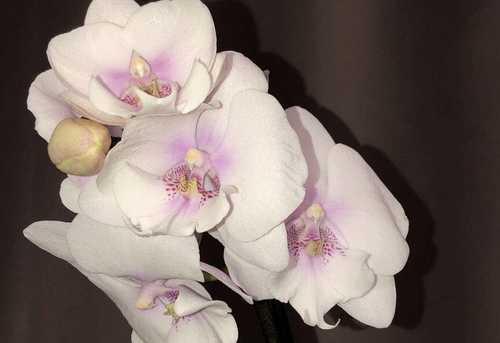 Белоснежная орхидея Биг лип с розовым сердечком