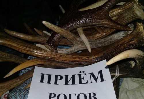 Рога