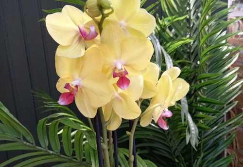 Орхидея фаленопсис Мирафлор Miraflores