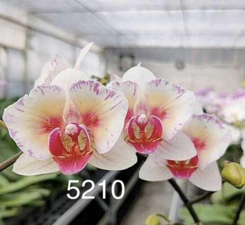 Орхидея фаленопсис бабочка PF 5210