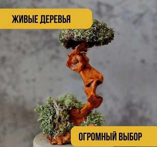 Деревце из цетрарии для дома