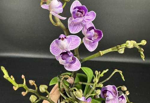 Орхидея фаленопсис вайлет квин пелор