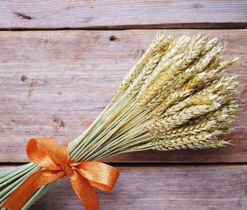 Колосья пшеницы, сноп изобилия как подарок-символ