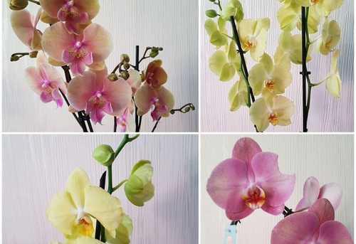 Орхидеи Falenopsis (крупноцветковые)