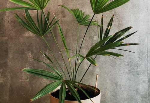 Пальма веерная Трахикарпус (комнатное растение)