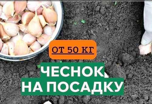 Чеснок на посадку