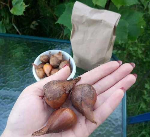 Детка тюльпанов сортовых