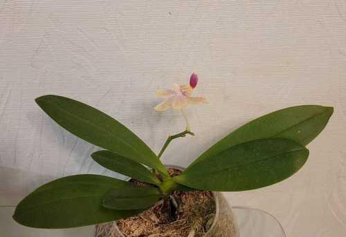 Орхидея фаленопсис Lucky star