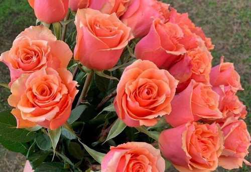 Роза цветы букет опт