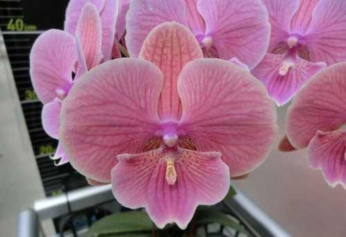 Орхидея Phal. 1086-42