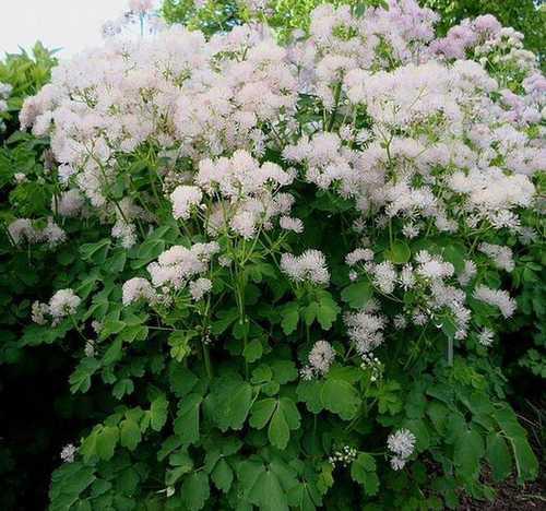 Василистник Водосборолистный (саженцы)