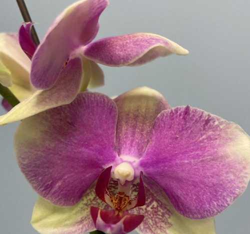 Цветущая орхидея фаленопсис Лимонно-розовая