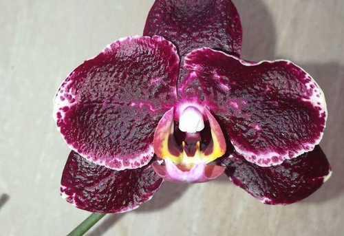 Орхидея фаленопсис I-Hsin The Big Bang (цветёт)