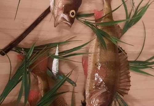 Чучело рыбы