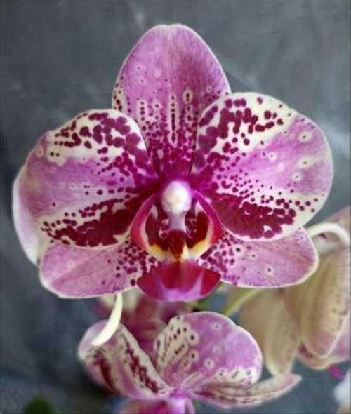 Орхидея фаленопсис Frontera (Фронтера)