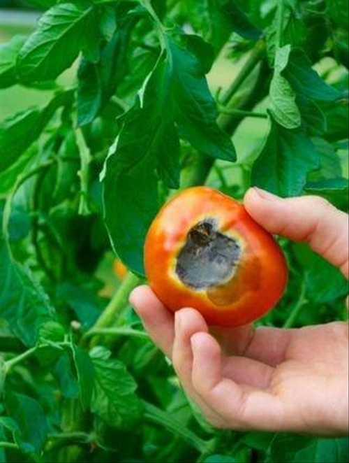 Спасение томатов и других растений. Триходерма