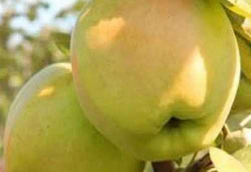 Саженцы яблони летний сорт Дачное