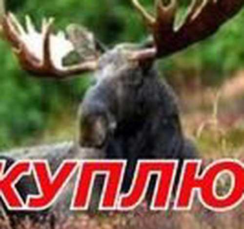 Рога Лось, Олень оптвик