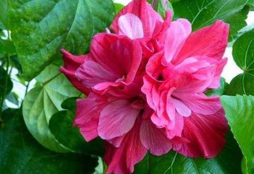 Гибискус сортовой Pink Bouquet