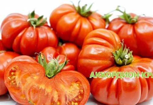 Коллекция томатов для открытого грунта и теплицы