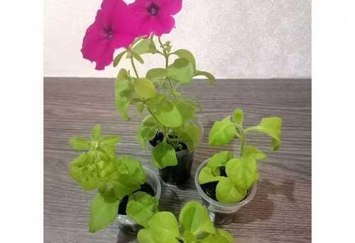 Растения для сада