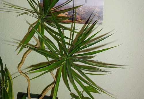 Драцена пальма домашние растения