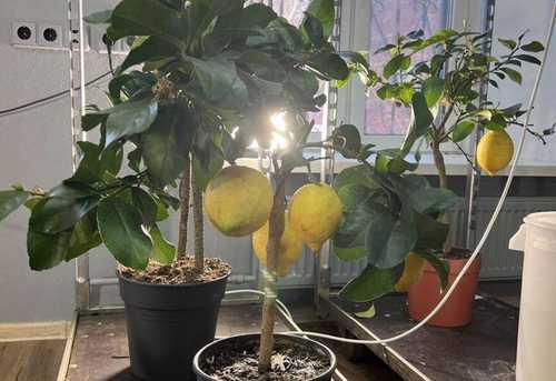Лимонное дерево/ лимон с плодами