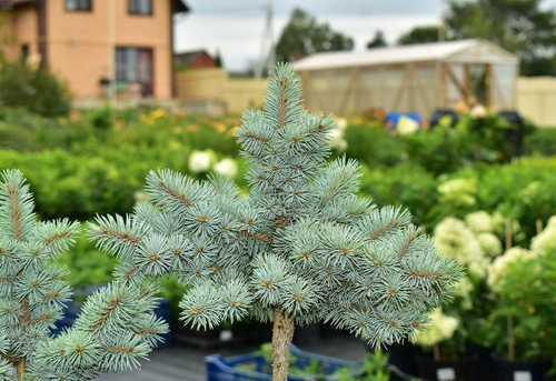 Ель колючая Ст. Мэри'с Брум (Picea pungens St. Mar