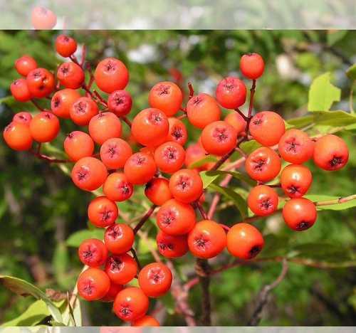 Рябина амурская, похуашаньская, семена, Sorbus amu