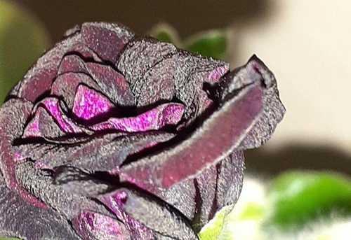 Black rose пеларгония